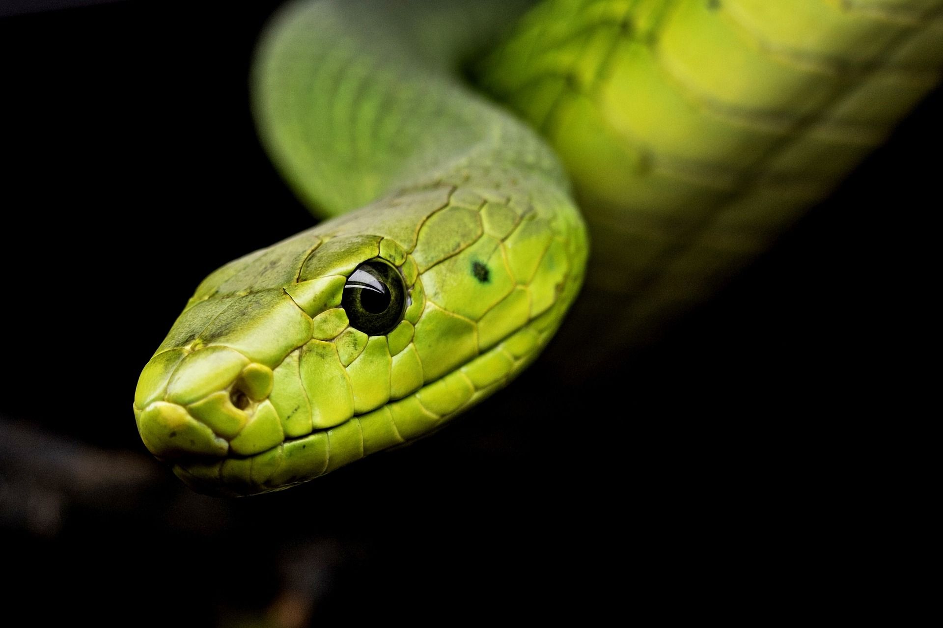 FBI Dismantles Russian ‘Snake’ Data Theft Operation