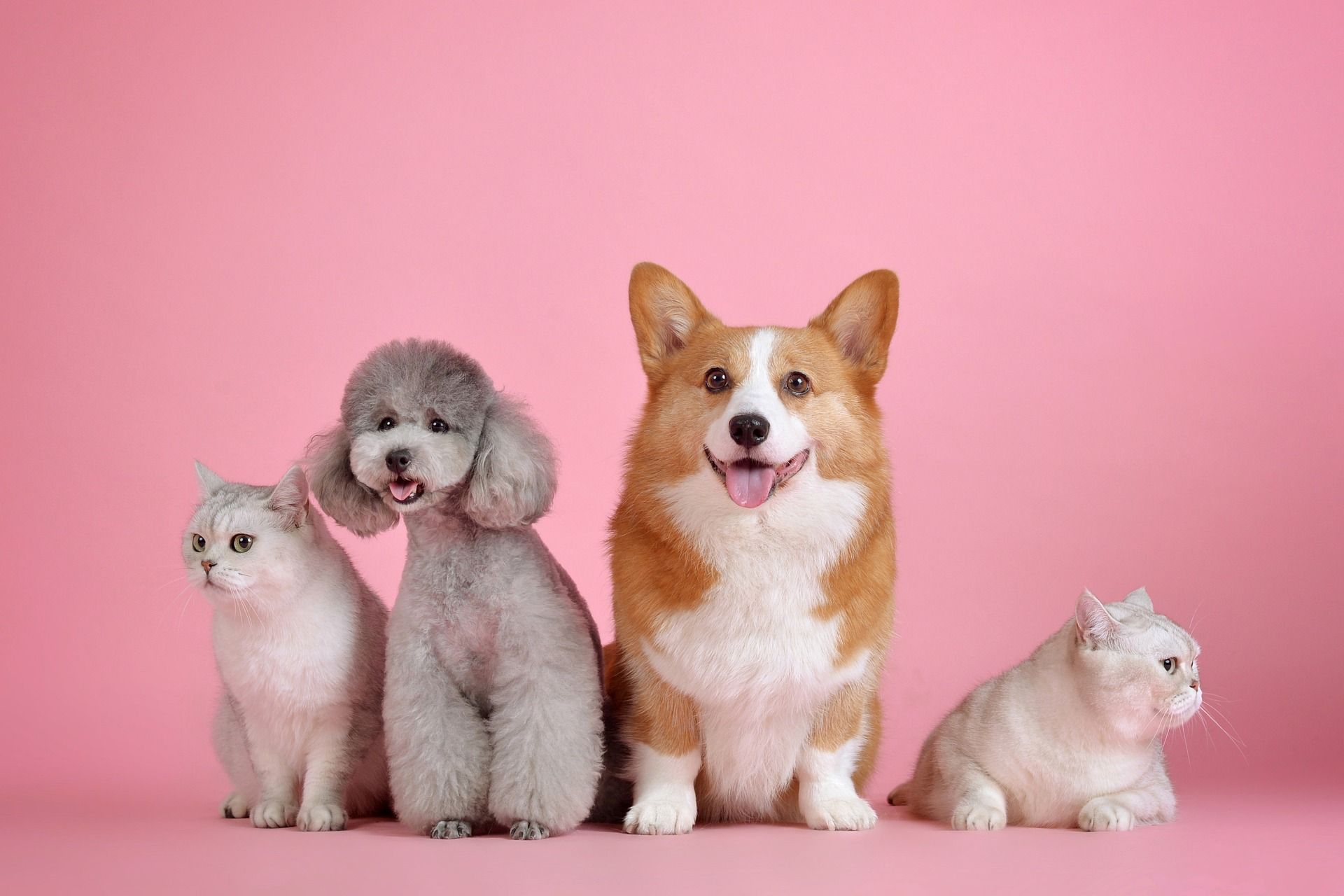 How to Protect Yourself from Online Pet Scams