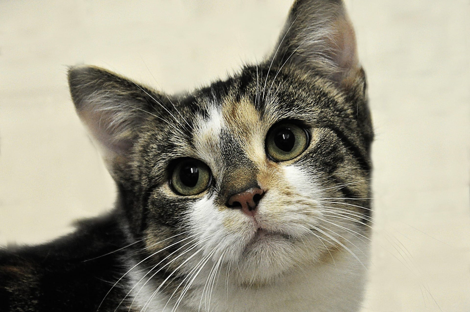 The Instagram animal rescue that breaks your heart might be a scam. How ...