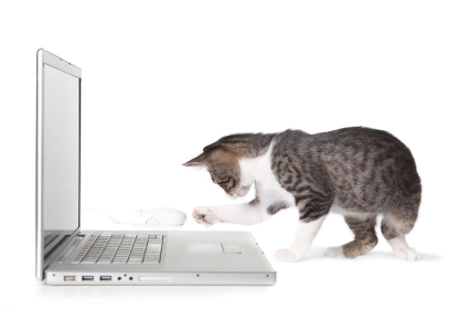 Hacker`s Cat with Virus Collar `Arrested` by Japanese Police